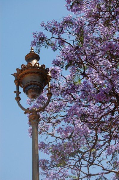 The Majesty and Mystery of Nature; Spring in the Southern Hemisphere ...